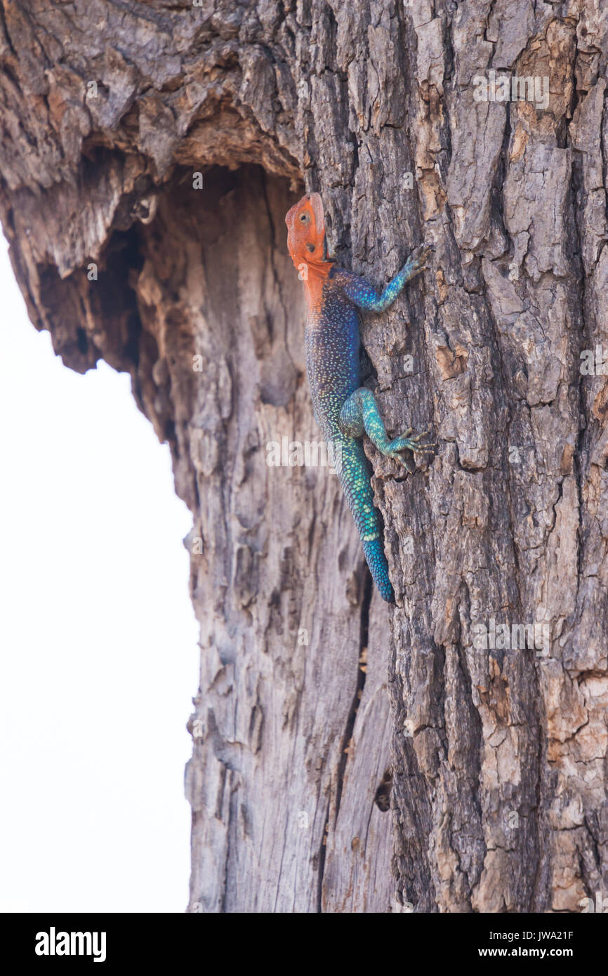 Red-headed rock agama (Agama agama) in Ruaha National Park, Tanzania ...