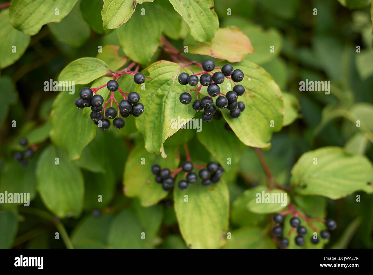 Cornus sanguinea hi-res stock photography and images - Alamy