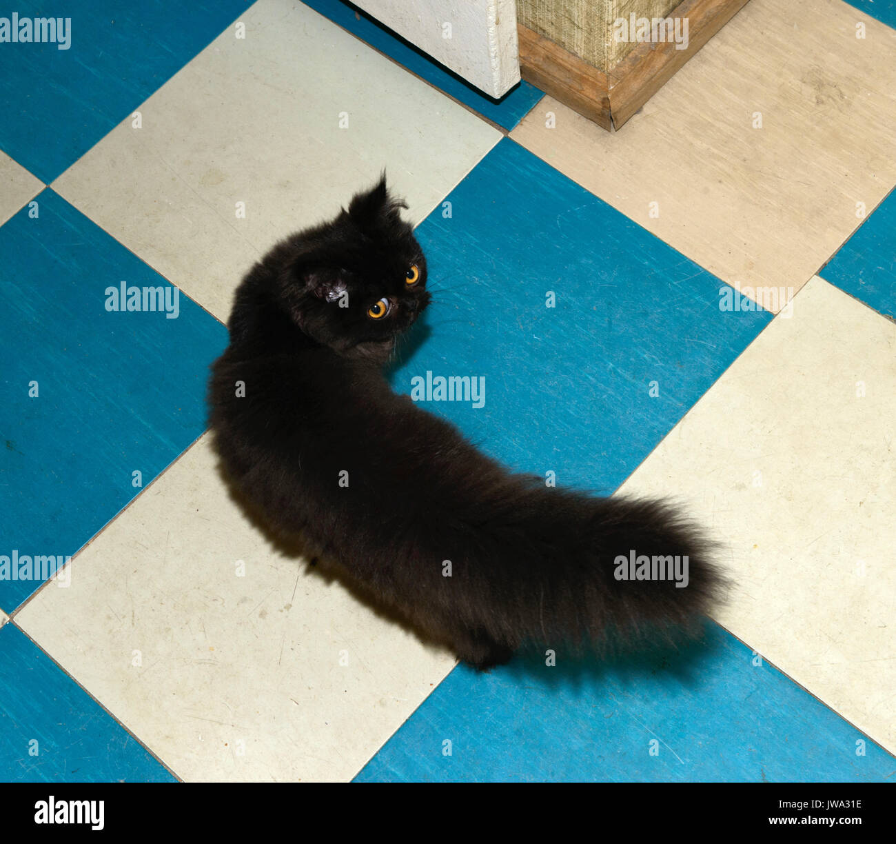 Black Checkered Tail High Resolution Stock Photography and Images - Alamy