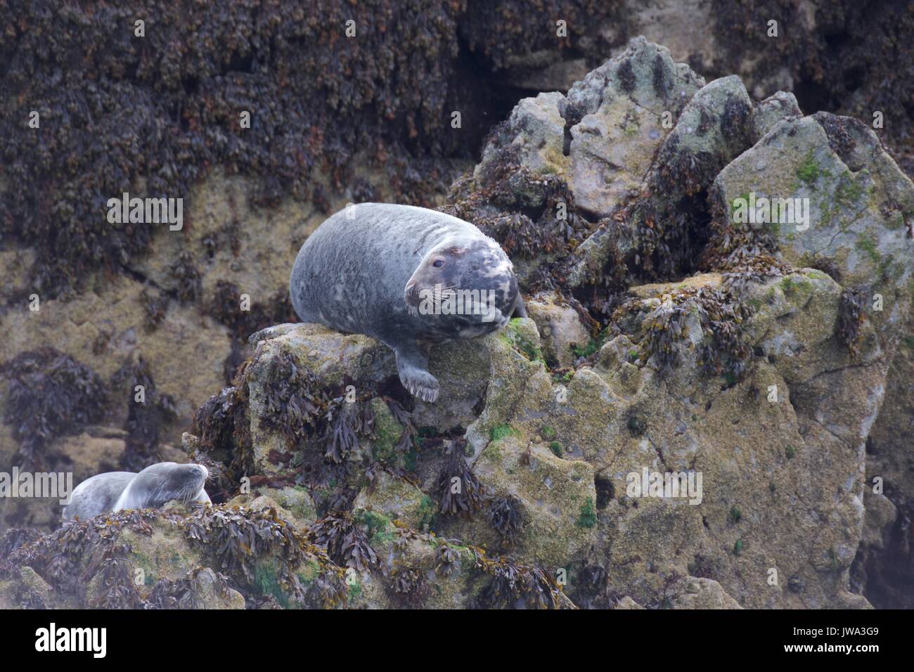 Seals in the irish sea hi-res stock photography and images - Alamy