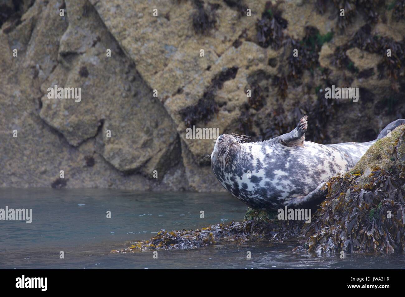 Seals natural habitat hi-res stock photography and images - Alamy