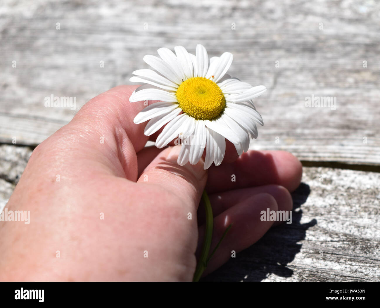 Hand holding a daisy Stock Photo - Alamy