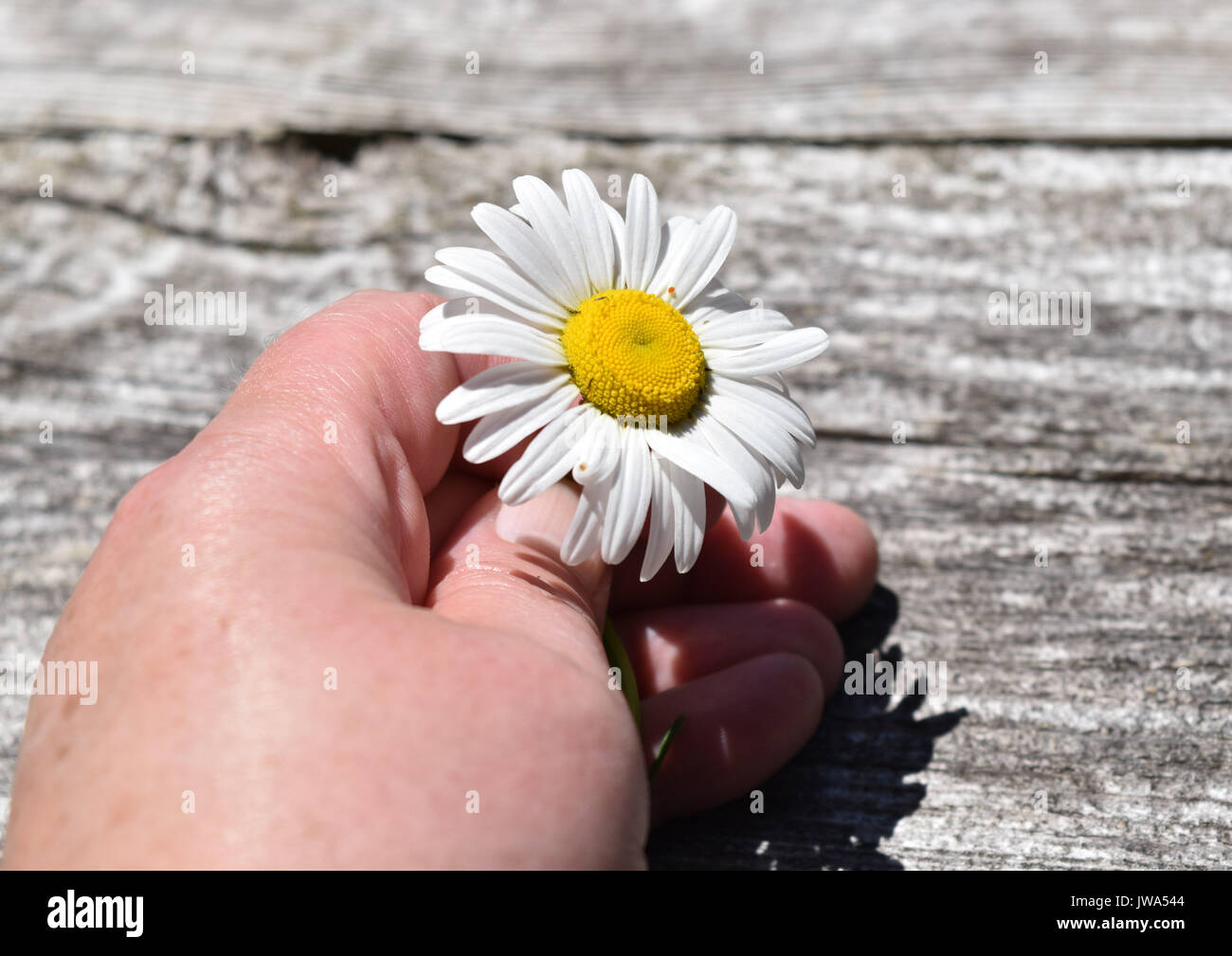 Hand holding a daisy Stock Photo - Alamy
