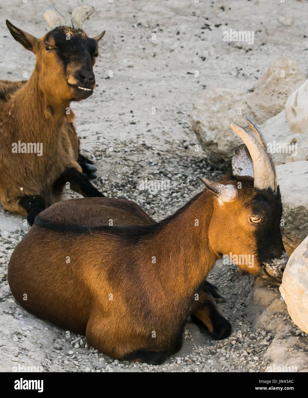 Goats skins hi-res stock photography and images - Alamy
