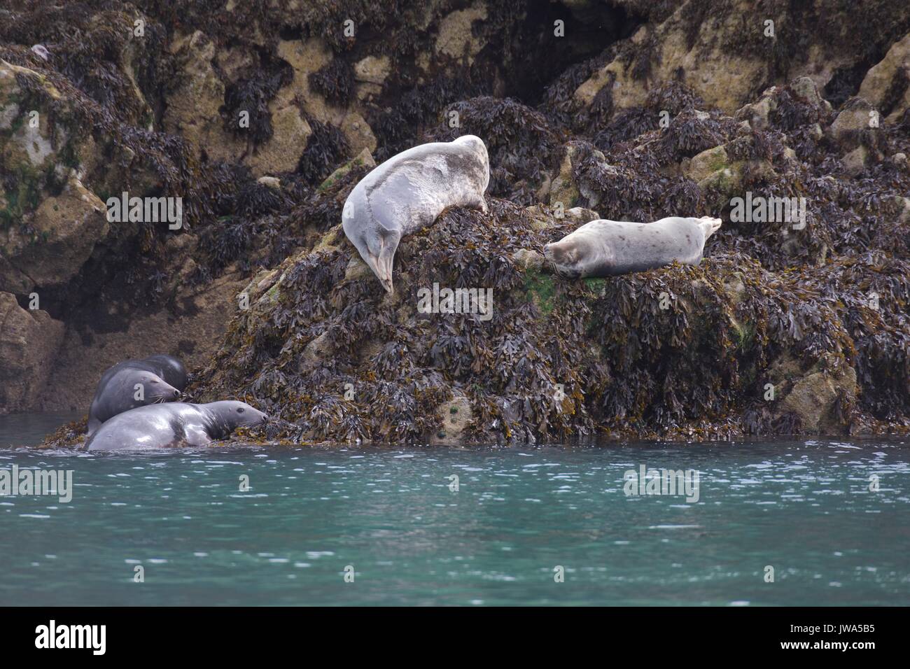 Seals in the irish sea hi-res stock photography and images - Alamy