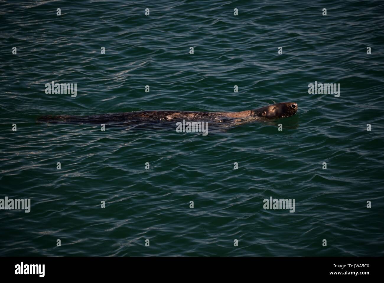 Sammy the Seal Stock Photo - Alamy
