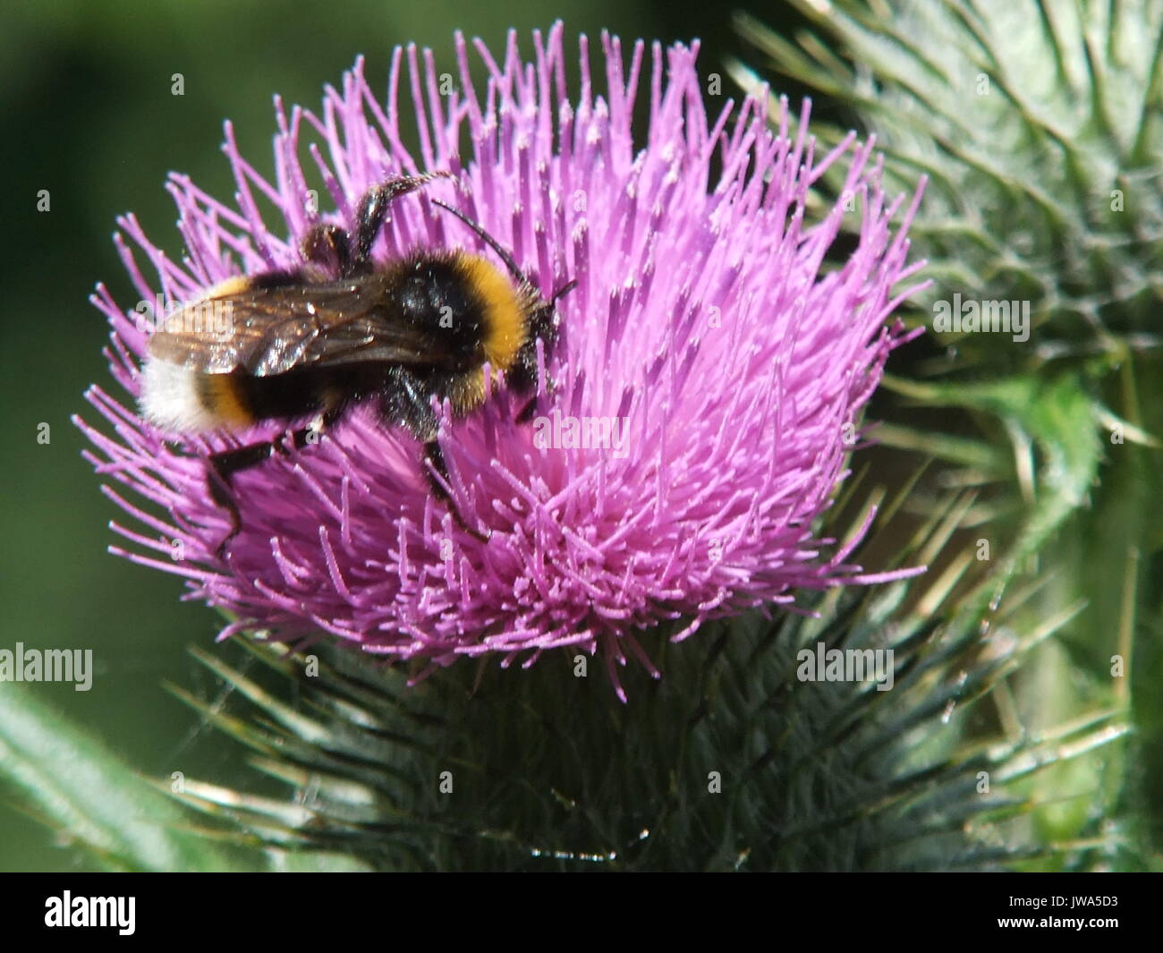 Floral pollenation hi-res stock photography and images - Alamy