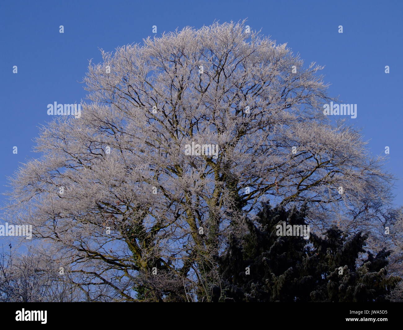 Blue sky zero clouds no clouds hi-res stock photography and images - Alamy