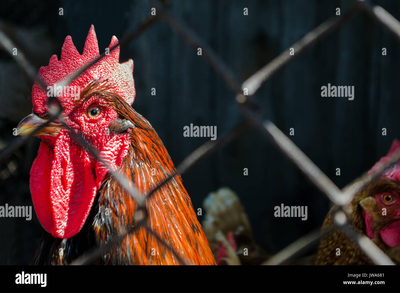 Home rooster and hen behind wire lath in the hen house. Dark tone Stock ...