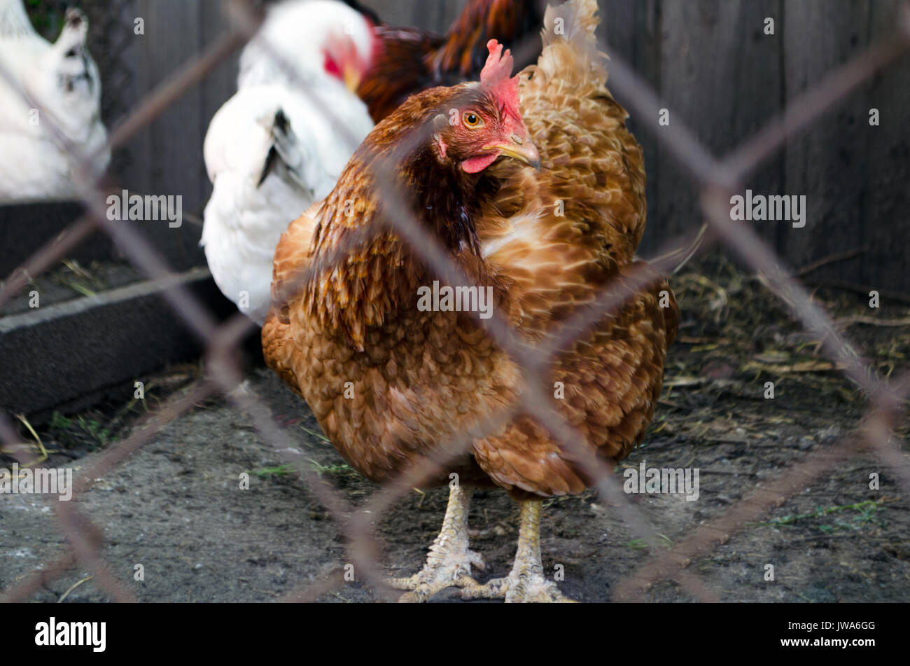 Hens on country house farm. View through the chicken coop Stock Photo ...