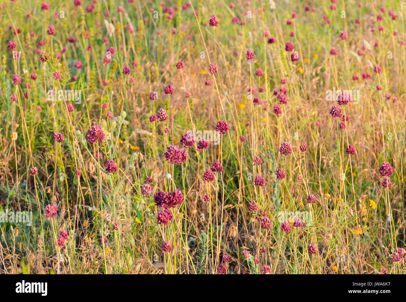 Meadow flowers at sunset. Meadow grass pattern Stock Photo - Alamy