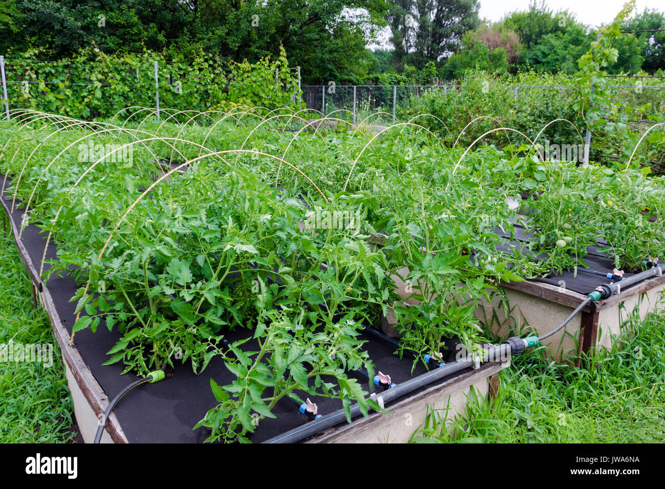 Weed control - growing tomatoes in Spunbond Nonwoven Stock Photo - Alamy