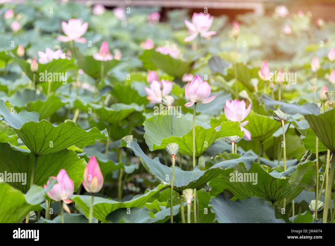 Beautiful scenery at lotus pond hi-res stock photography and images - Alamy