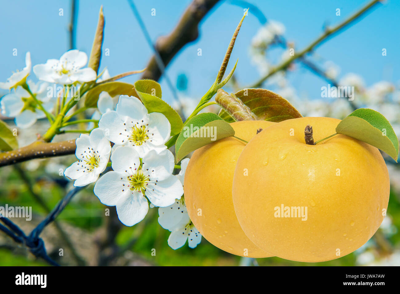 Asian pear flowers hi-res stock photography and images - Alamy