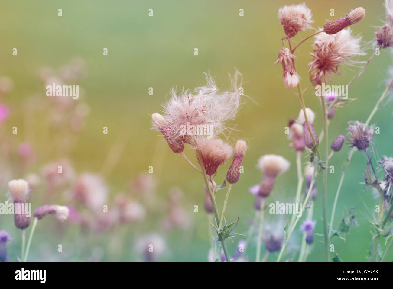 Seed heads ready to disperse of creeping thistle wild flower Stock ...