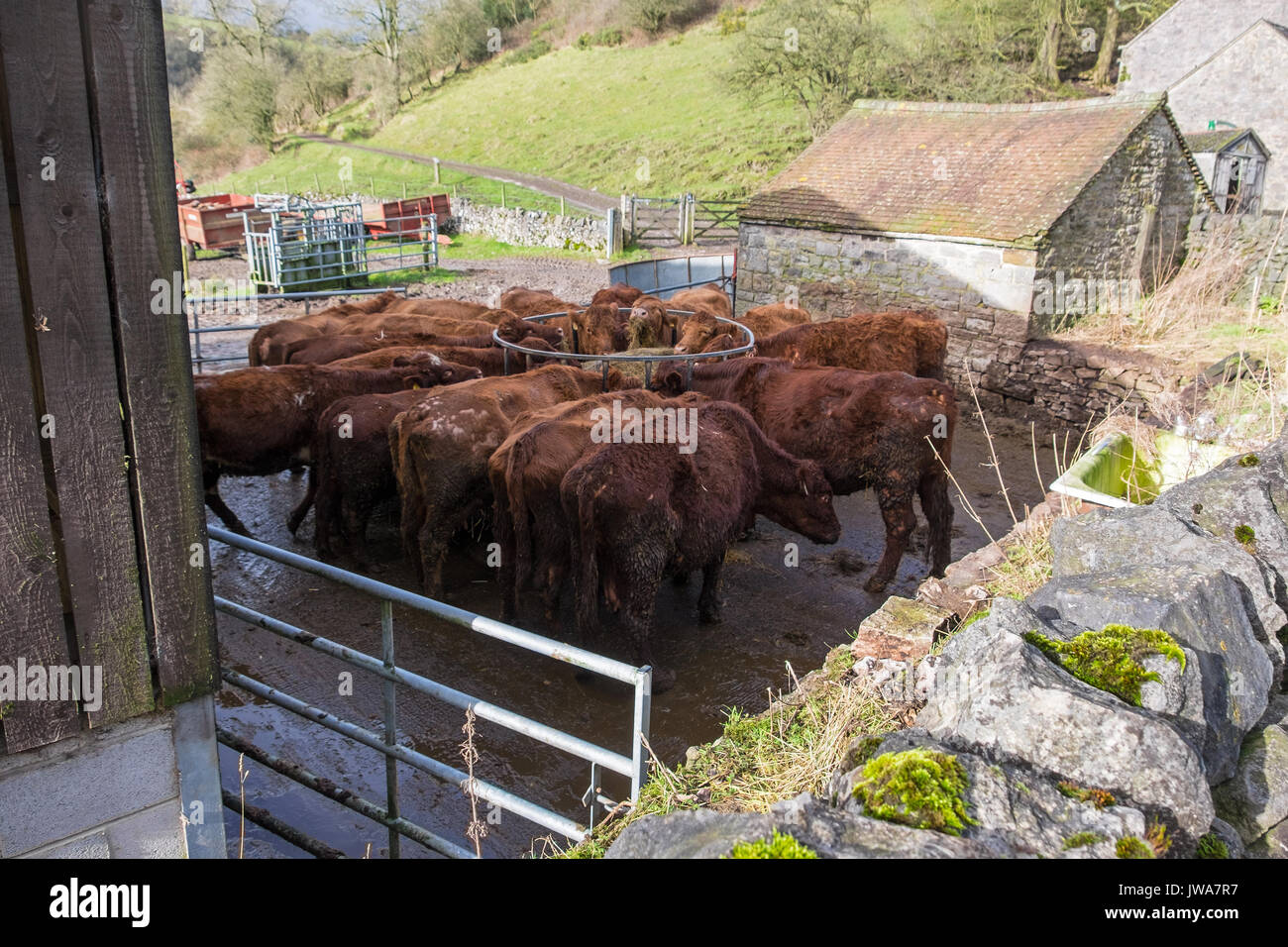 Cows feeding at Dale Farm, Wetton Mill, Manifold Valley, Staffordshire ...