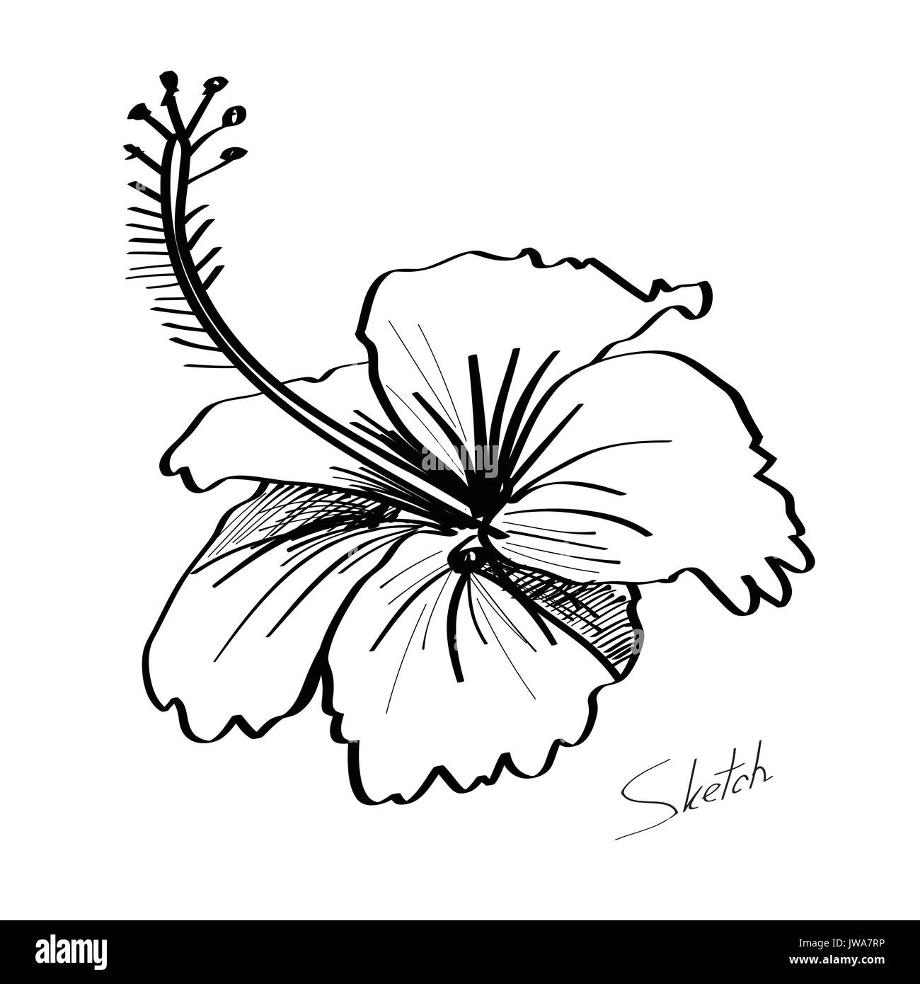 Flower sprouts Black and White Stock Photos & Images - Alamy