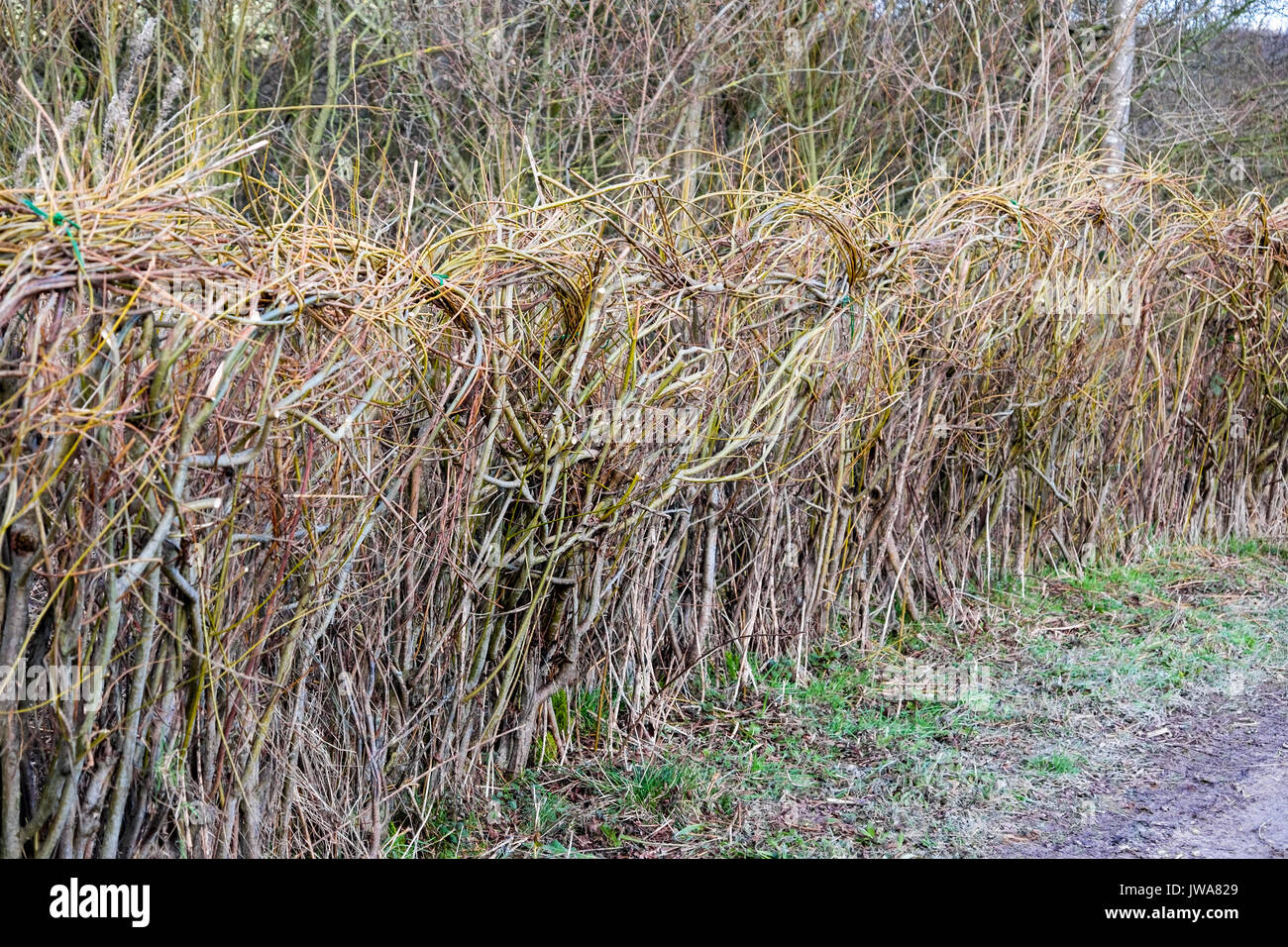 Willows, also called sallows, and osiers, from the genus Salix woven ...