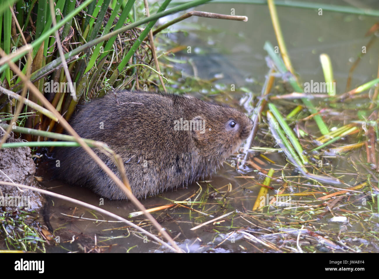 Watervole hi-res stock photography and images - Alamy