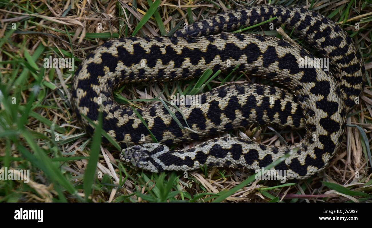 Adder Snake Surrey England UK Stock Photo - Alamy