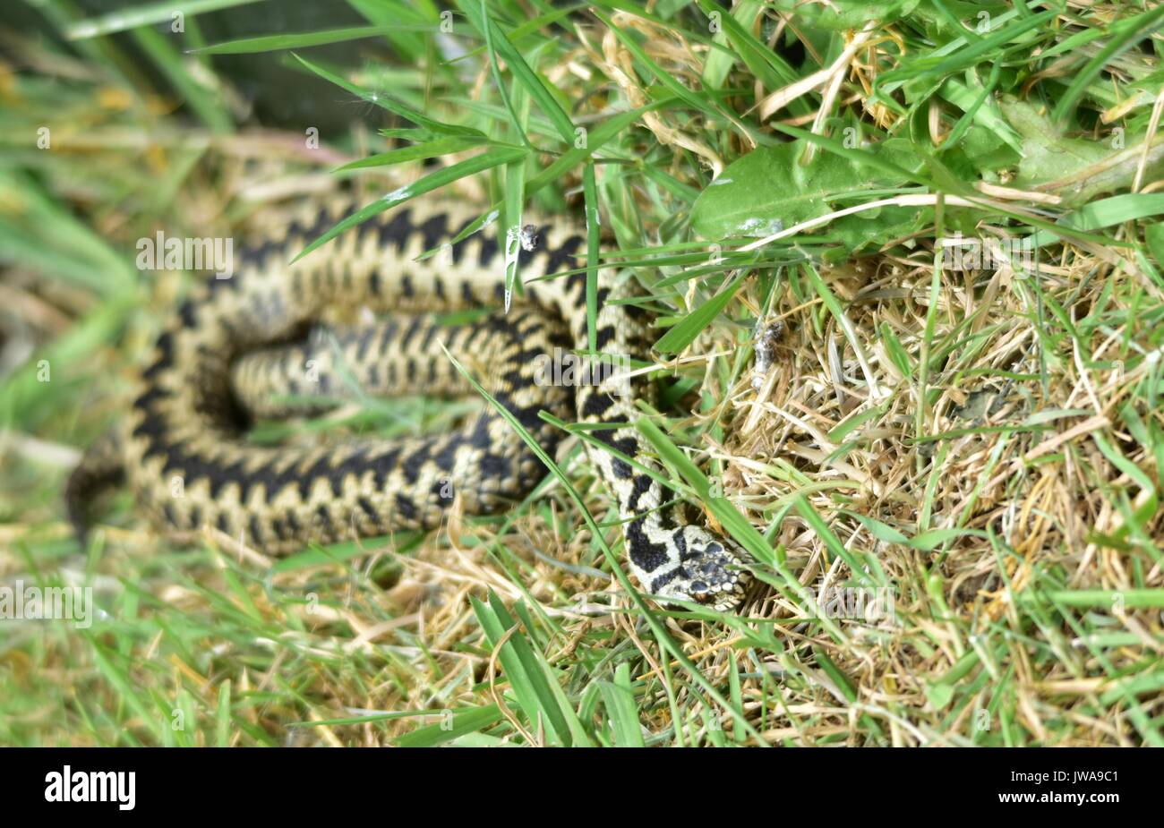 Adder Snake Surrey England UK Stock Photo - Alamy