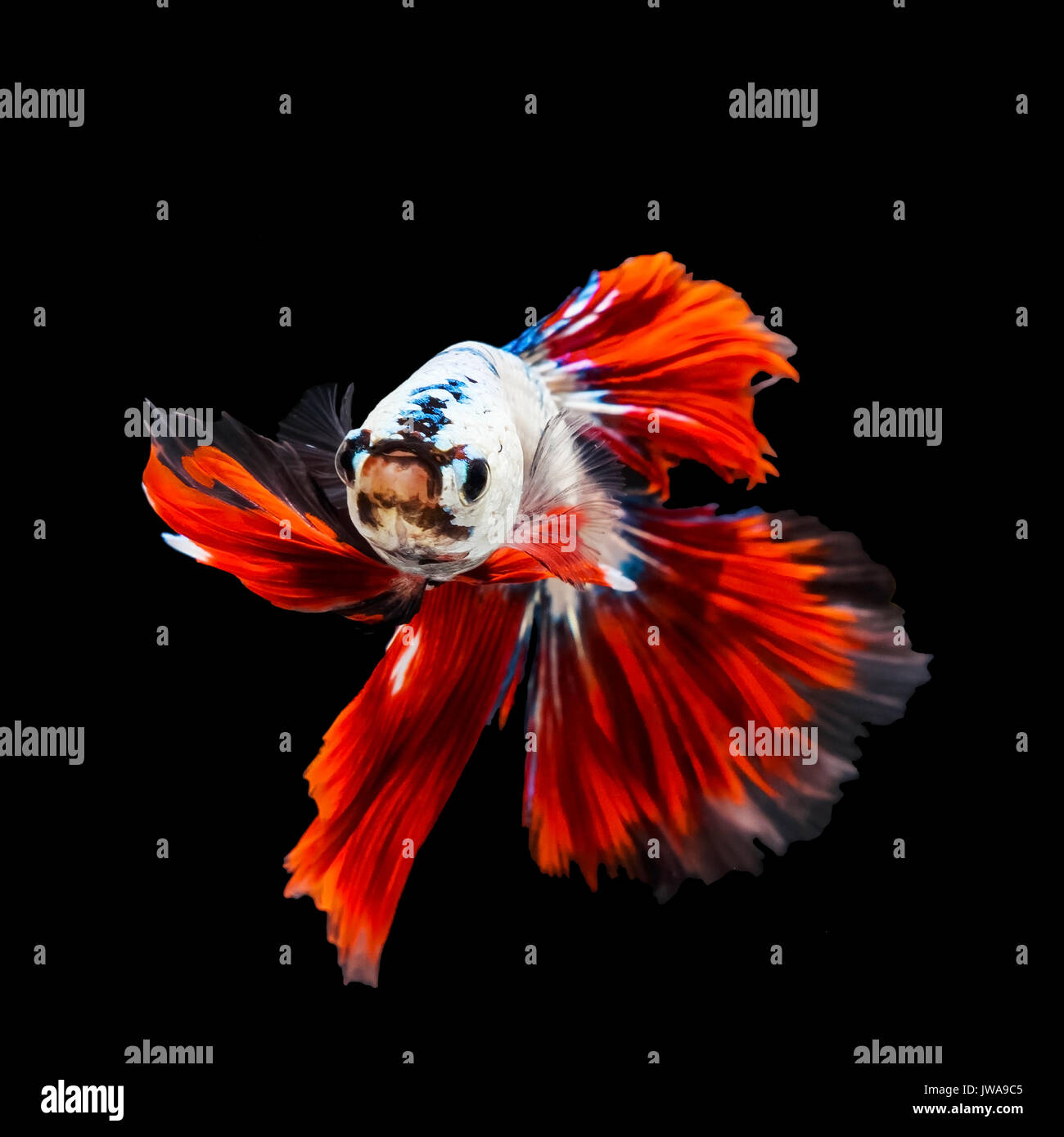 Thai betta fishing fish swimming isolated on black background Stock ...