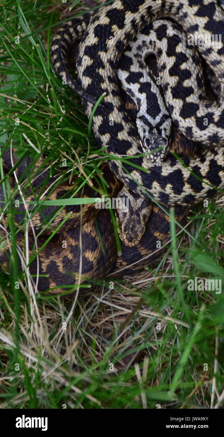 Adder Snake Surrey England UK Stock Photo - Alamy