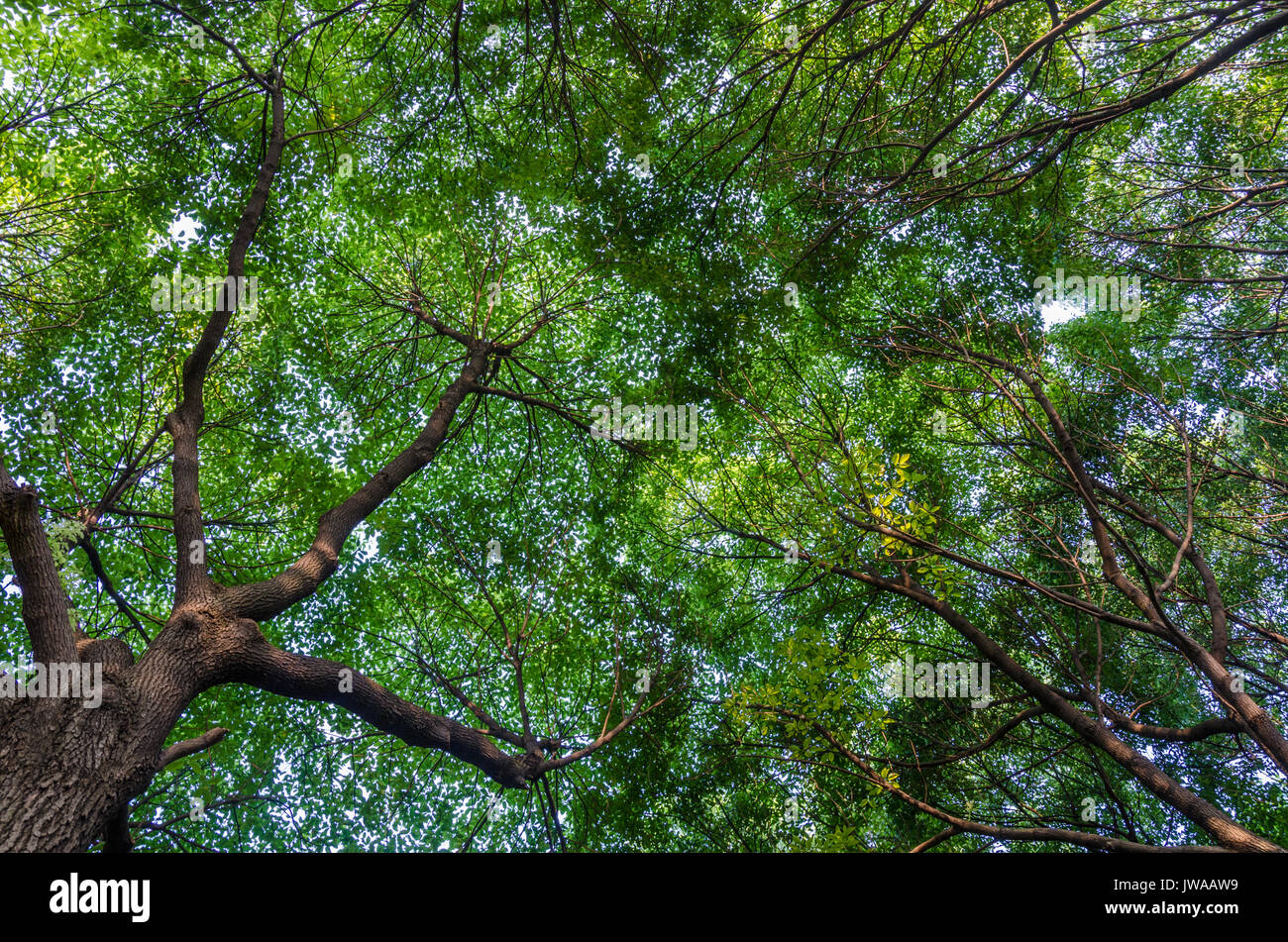Canopy of trees hi-res stock photography and images - Alamy
