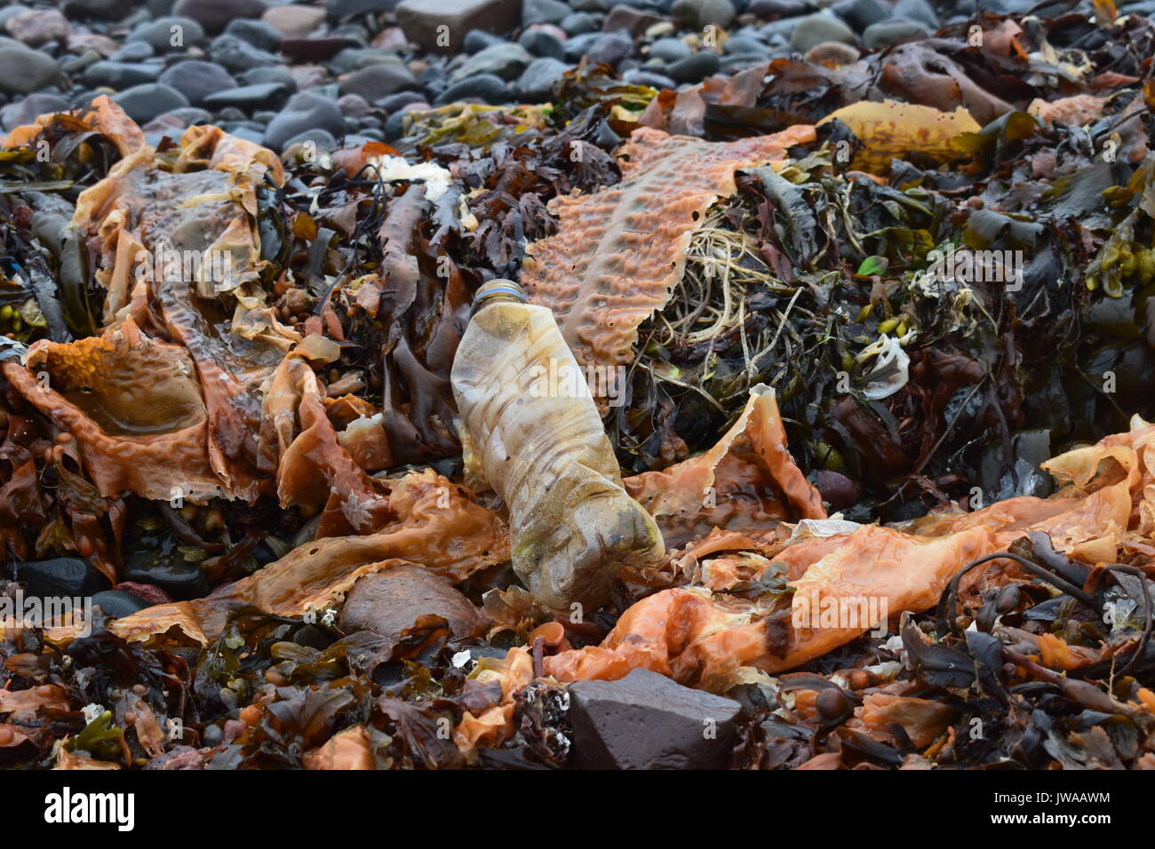 Seaweed and rubbish Stock Photo - Alamy