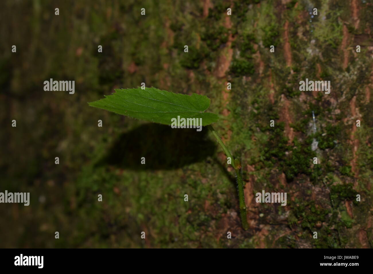 Single leaf hi-res stock photography and images - Alamy