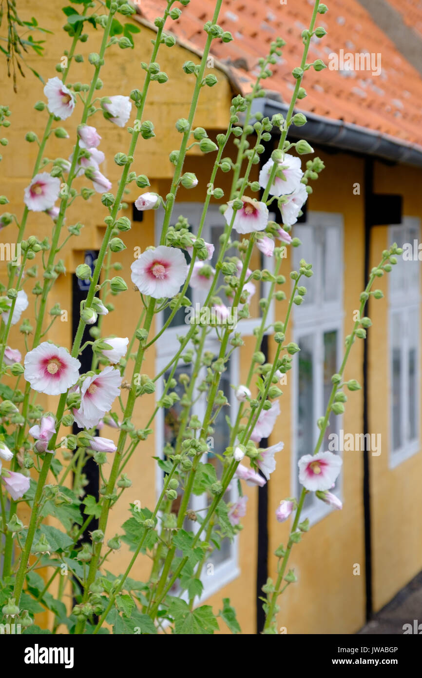 svaneke on the Island of bornholm Stock Photo - Alamy