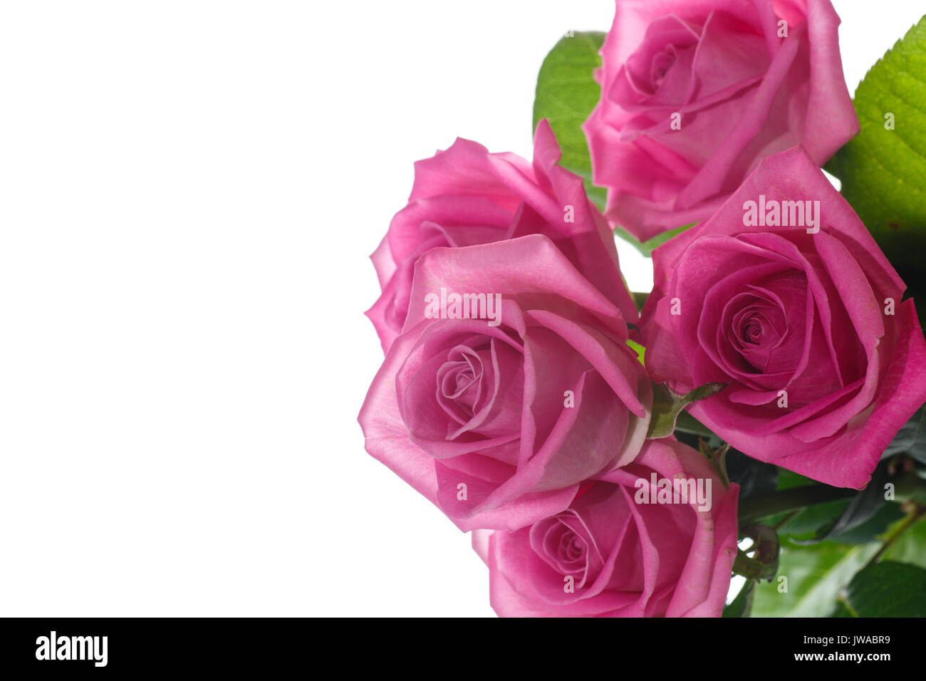 Beautiful pink rose on a white background Stock Photo - Alamy