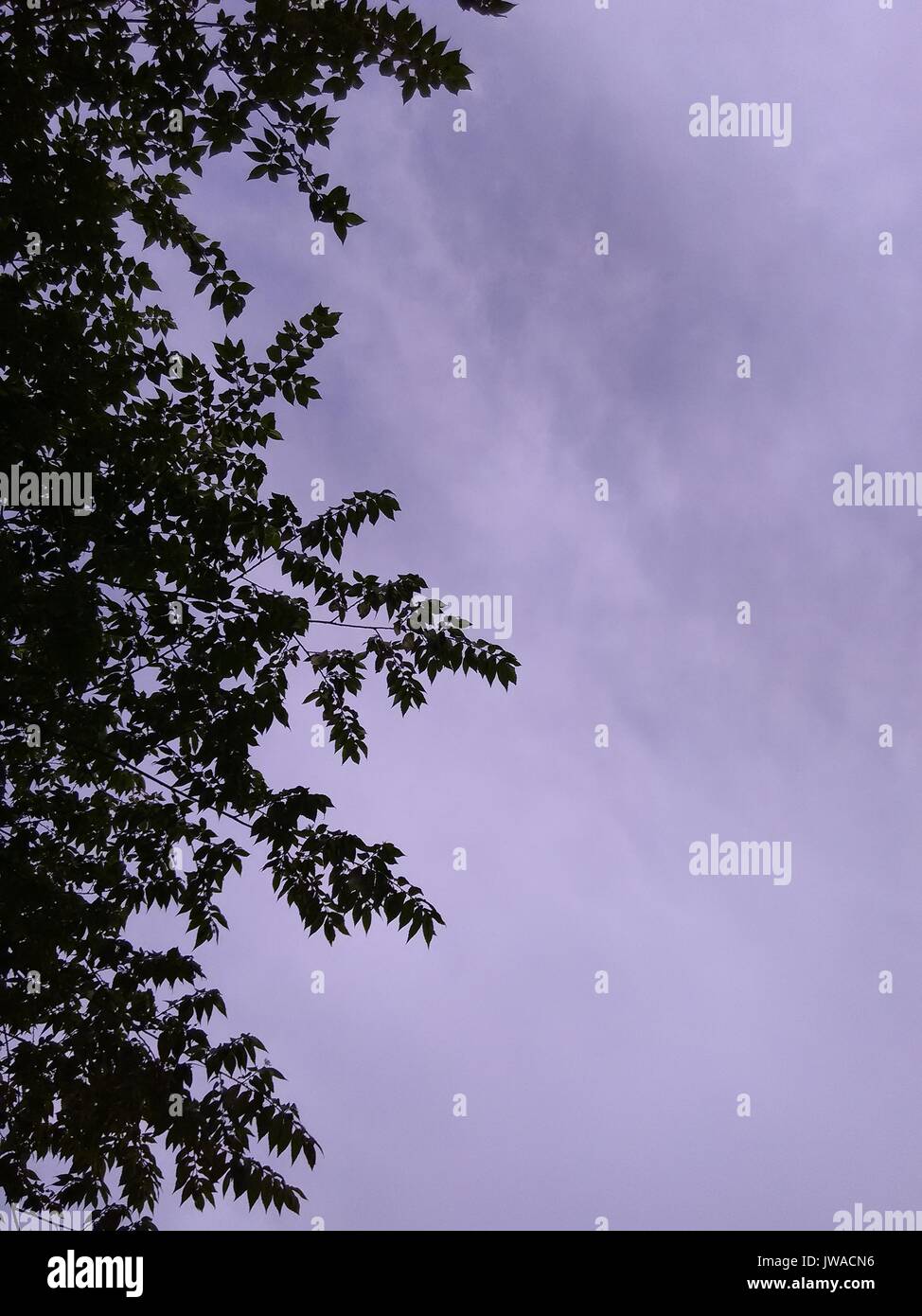 Beneath the tree Stock Photo - Alamy