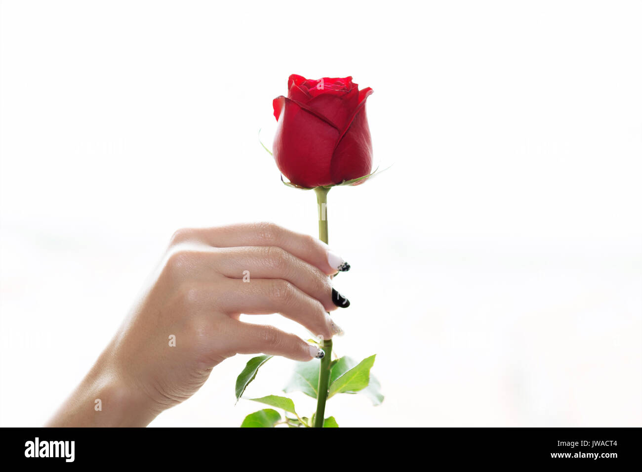 Give rose to you Stock Photo - Alamy