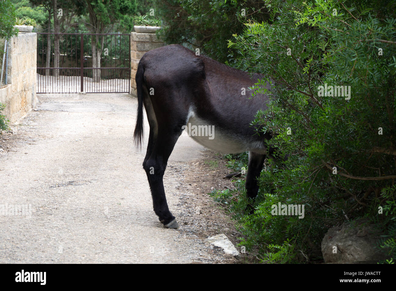 Europe, Spain, Balearen, Mallorca, Can Picafort - funny scene - a ...