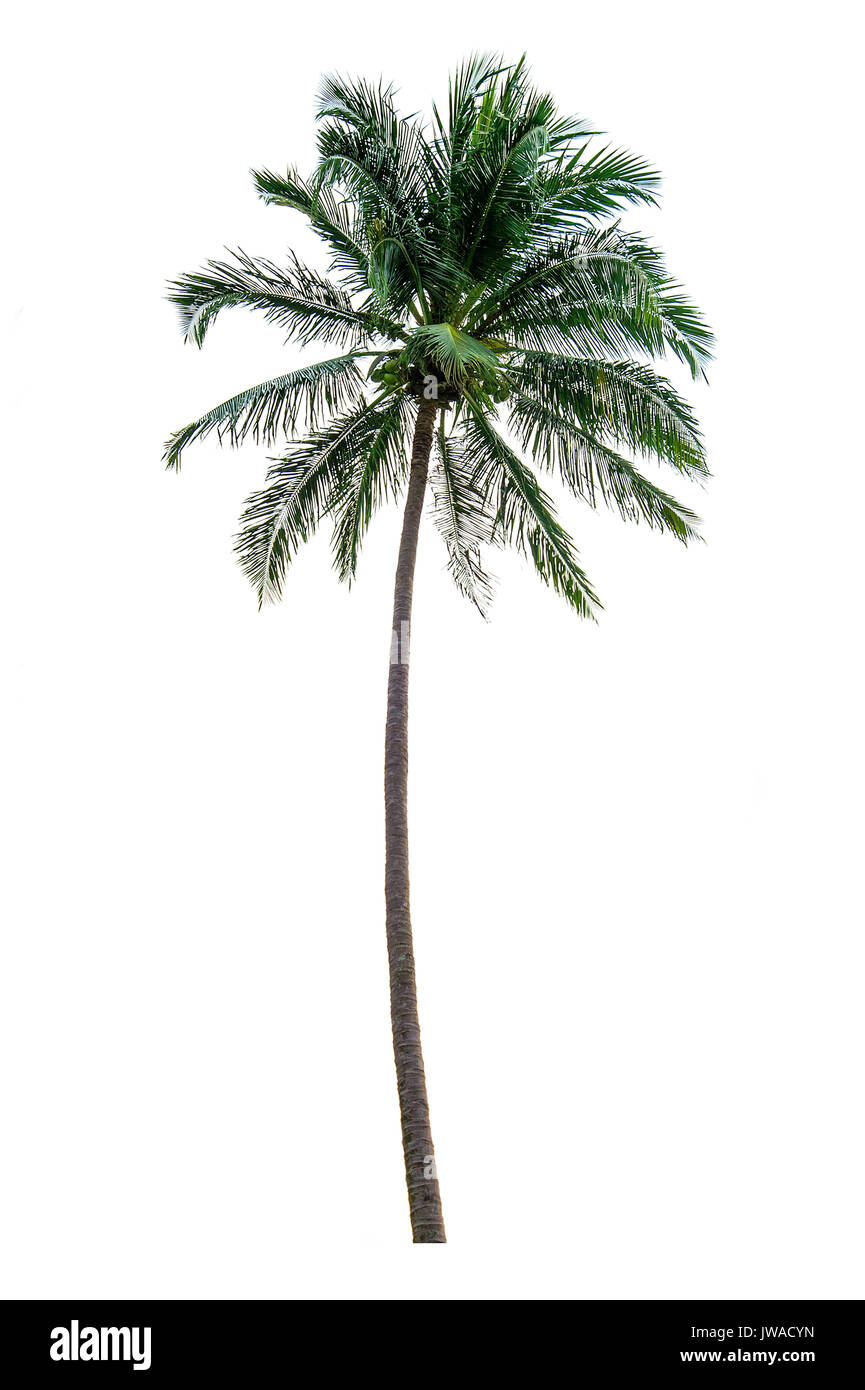 Coconut tree isolated hi-res stock photography and images - Alamy