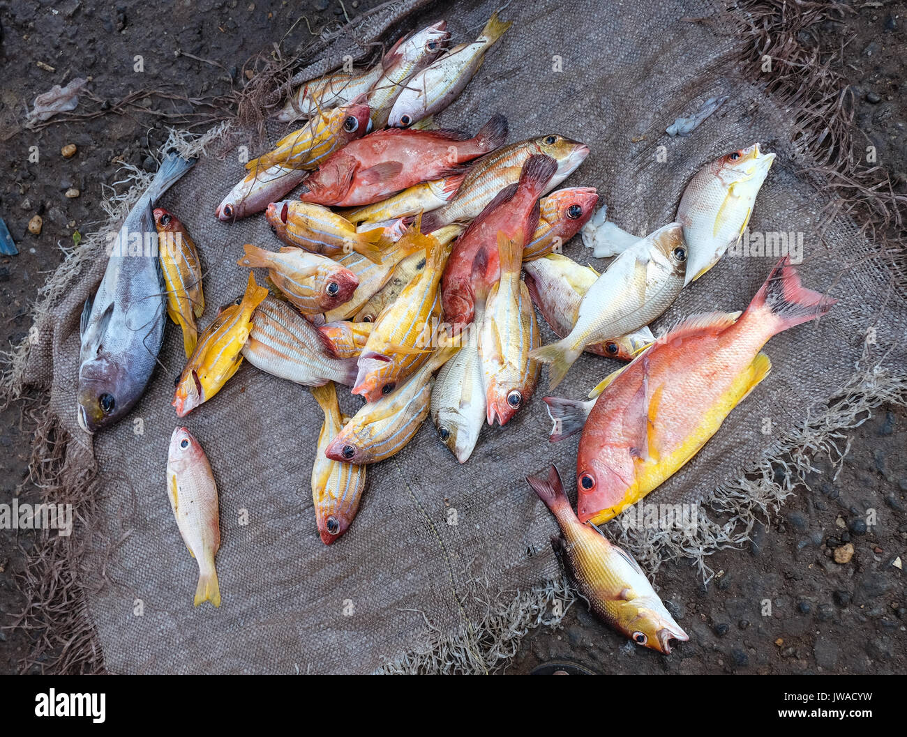 Fresh fish at the local seafood market in Asia city. Close up Stock ...