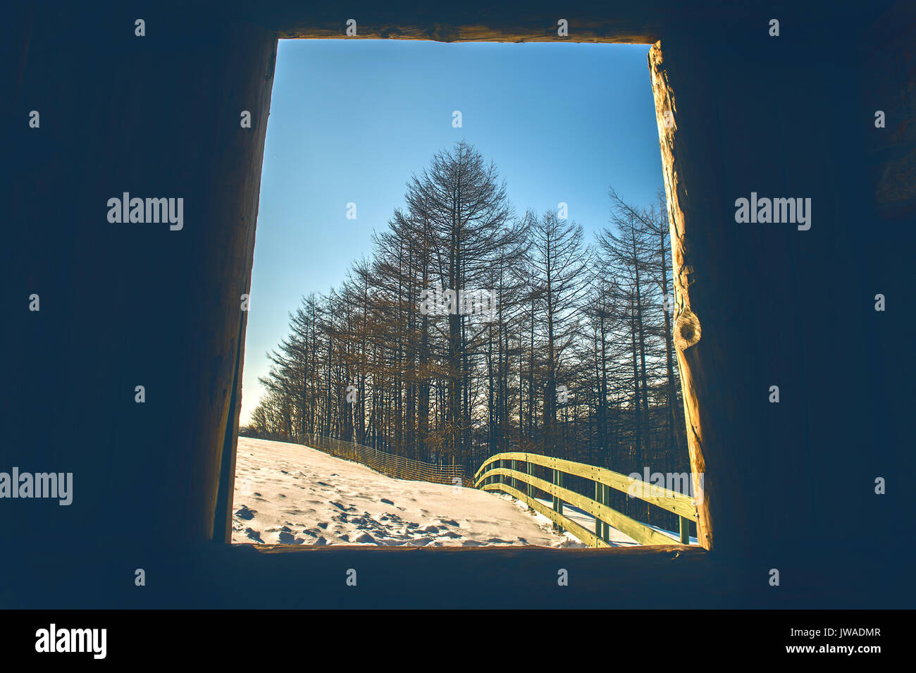 View of window to pine forest in sunny winter. Vintage tone Stock Photo ...