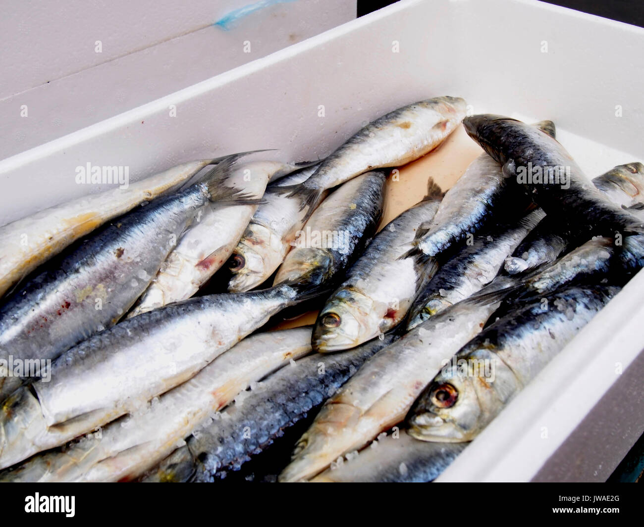 Raw sardines hi-res stock photography and images - Alamy