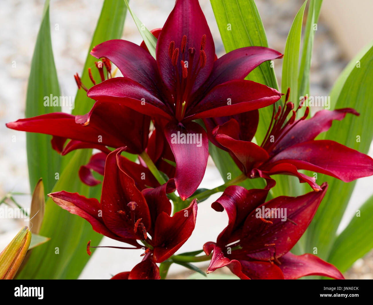 Red lilium hi-res stock photography and images - Alamy