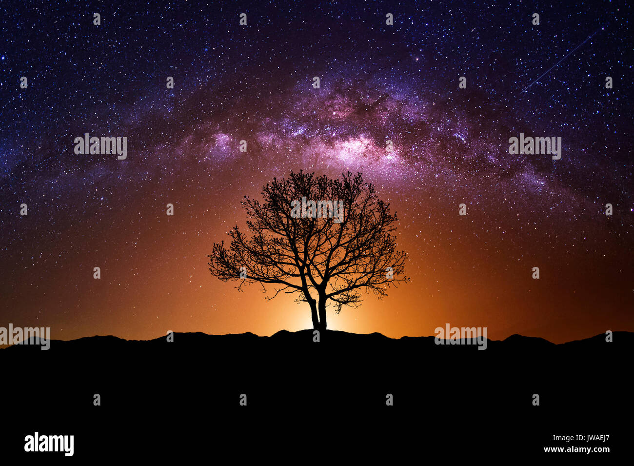 Milky way old tree hi-res stock photography and images - Alamy