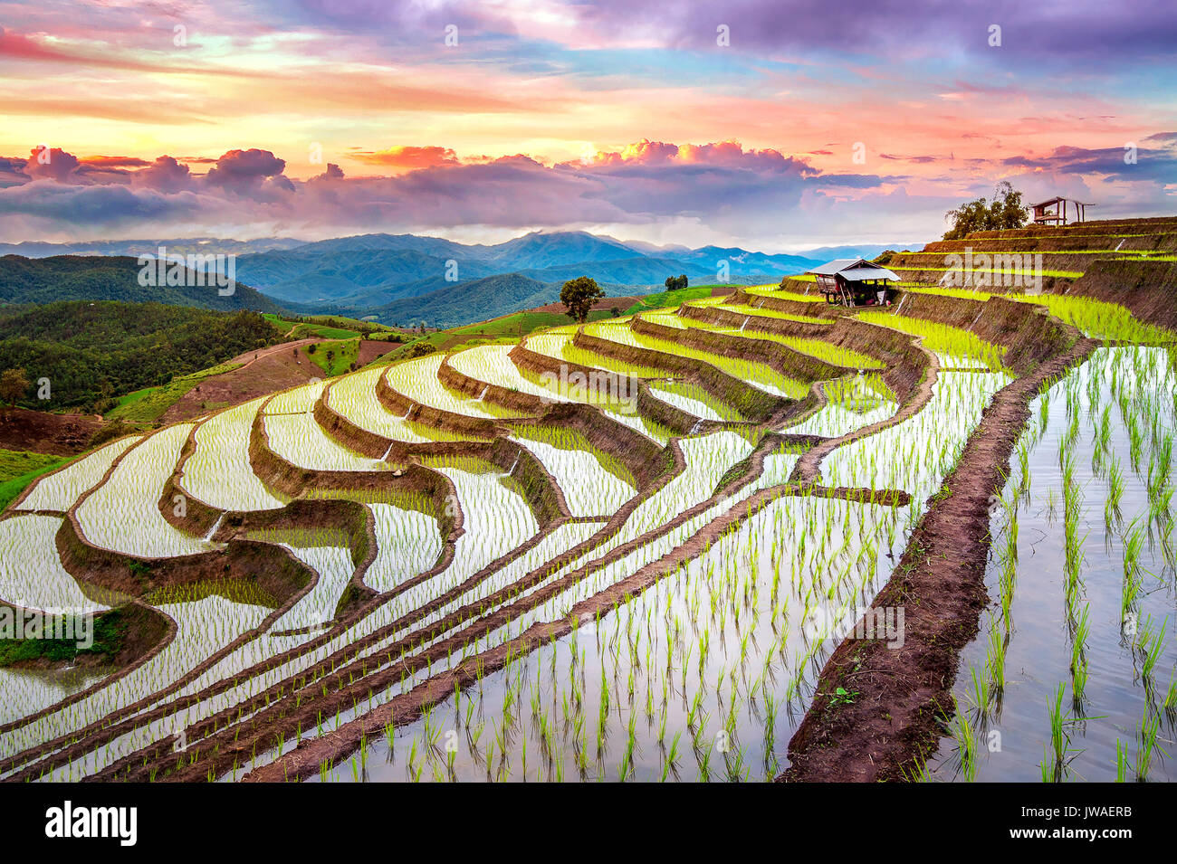 Terrace rice field of Ban pa bong piang in Chiangmai, Thailand Stock ...