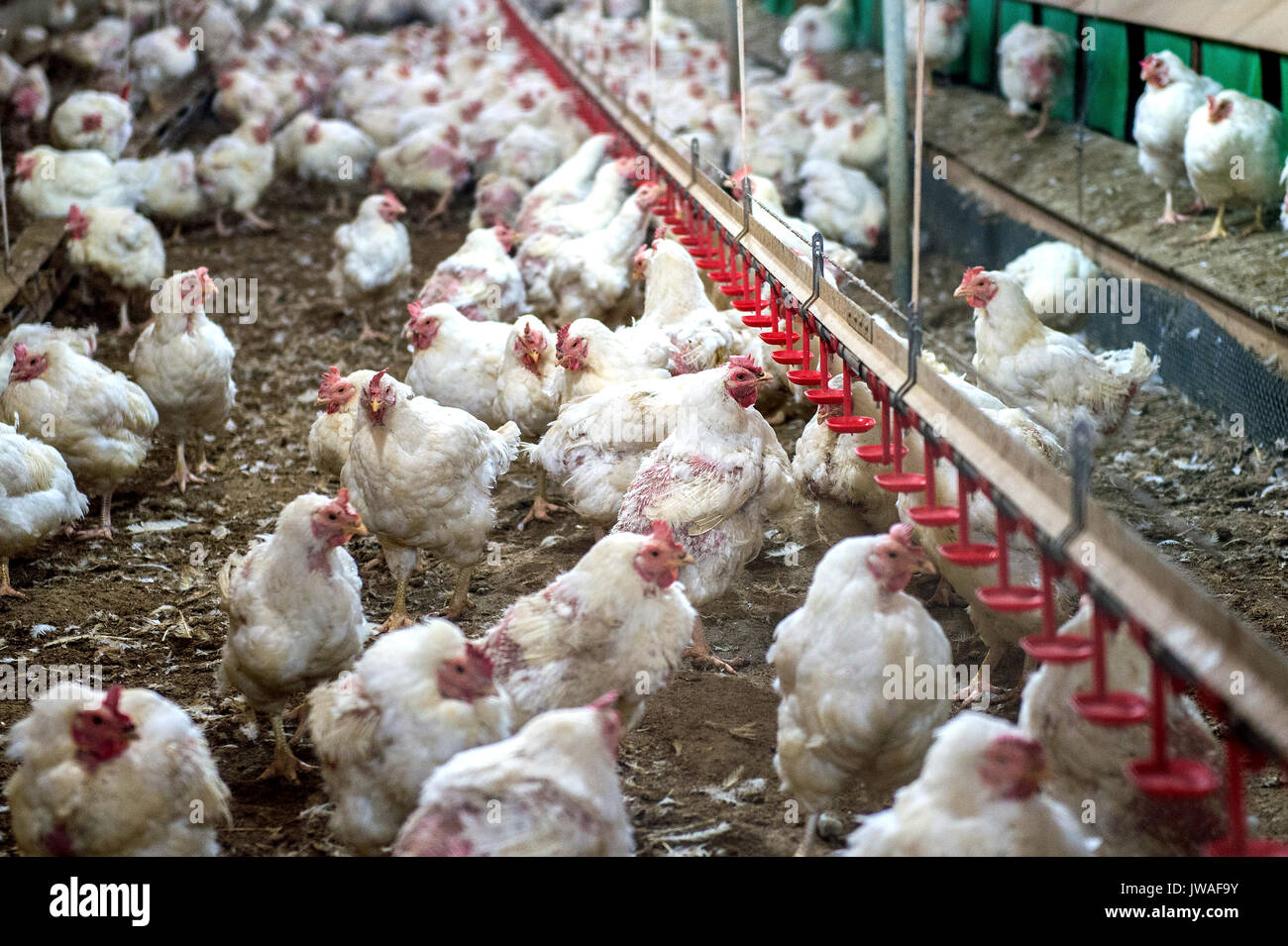 Laying hens in cages hi-res stock photography and images - Alamy