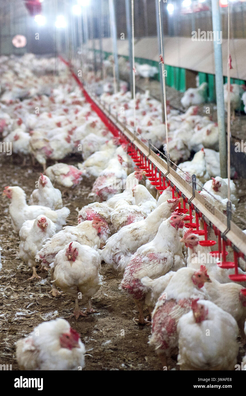 Sick chicken or Sad chicken in farm,Epidemic, bird flu, health problems ...