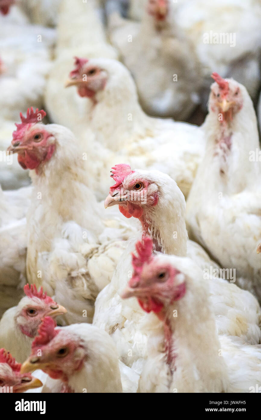 Sick chicken or Sad chicken in farm,Epidemic, bird flu, health problems ...