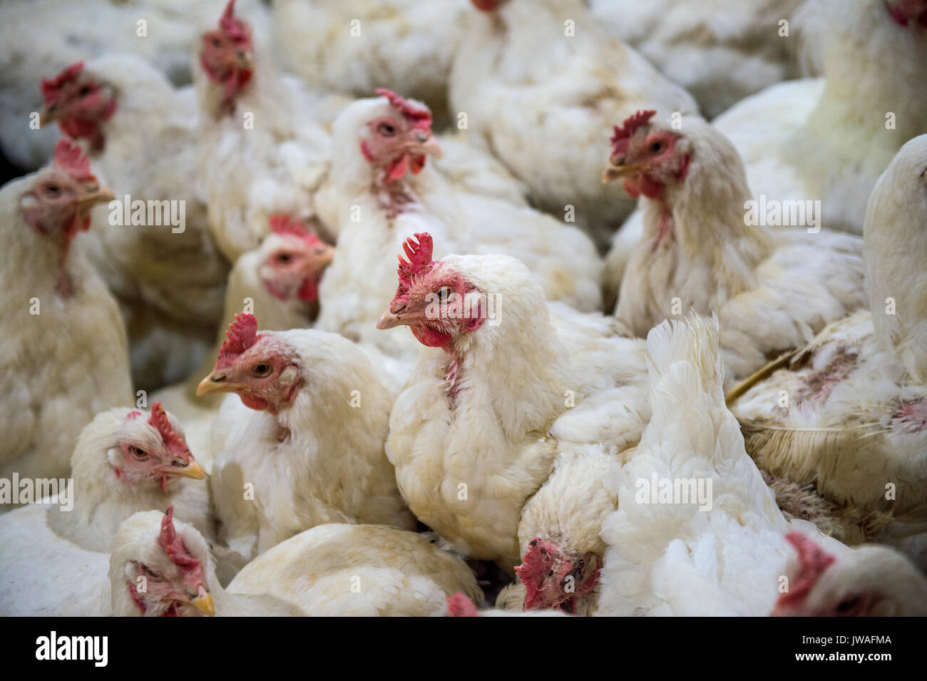 Sick chicken or Sad chicken in farm,Epidemic, bird flu, health problems ...