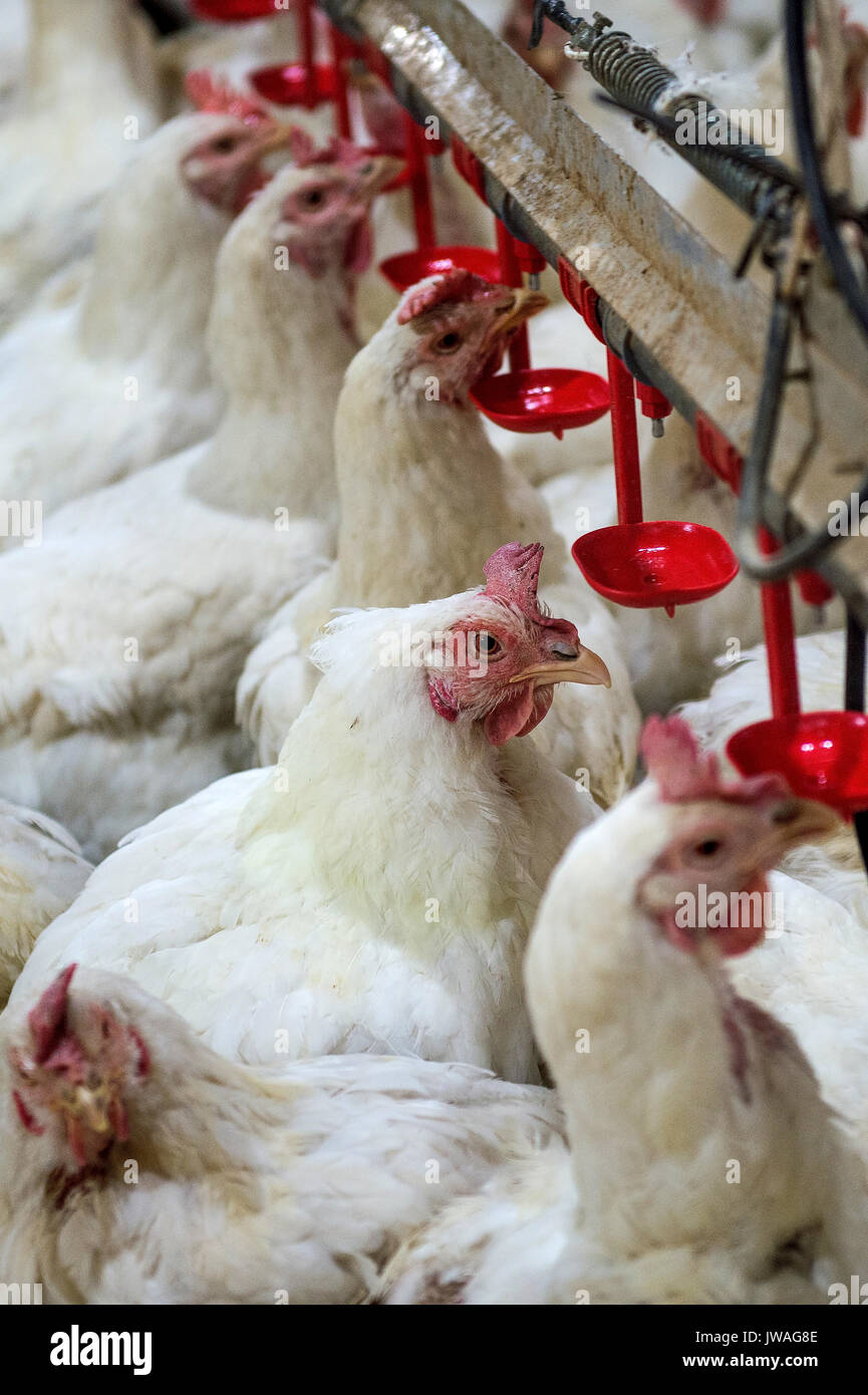Sick chicken or Sad chicken in farm,Epidemic, bird flu, health problems ...