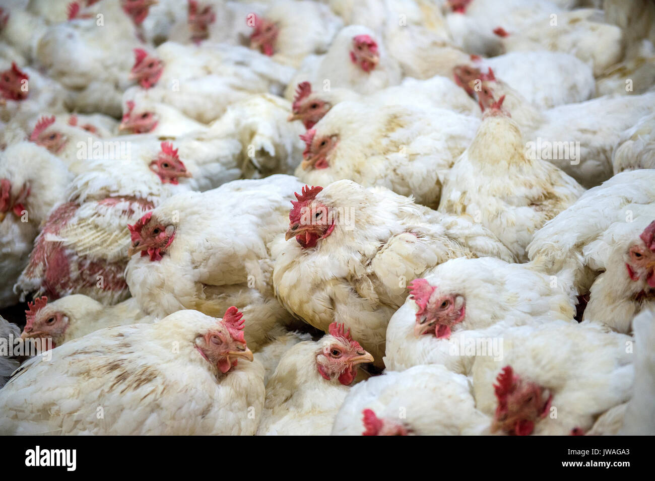 Sick chicken or Sad chicken in farm,Epidemic, bird flu, health problems ...