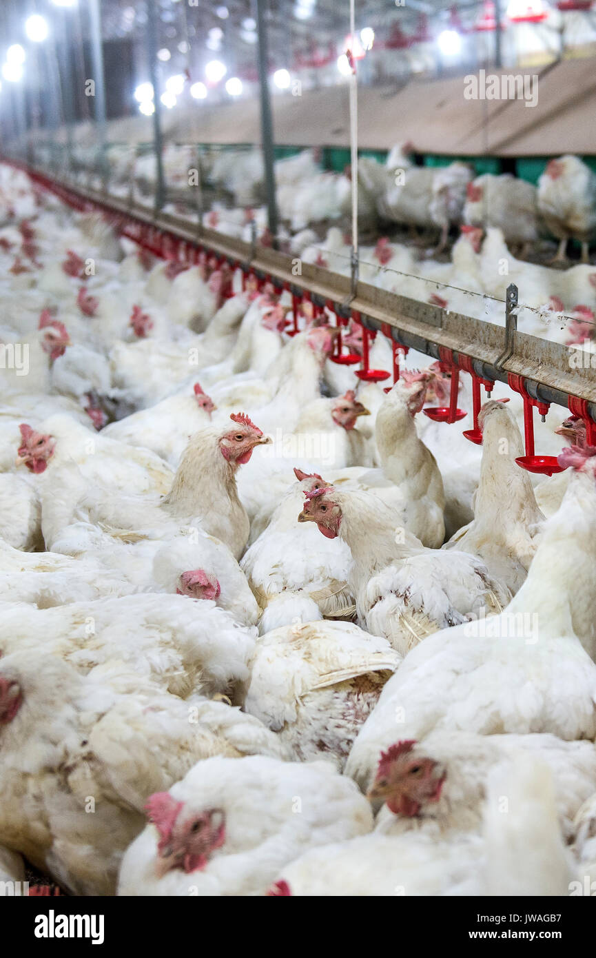 Sick chicken or Sad chicken in farm,Epidemic, bird flu, health problems ...