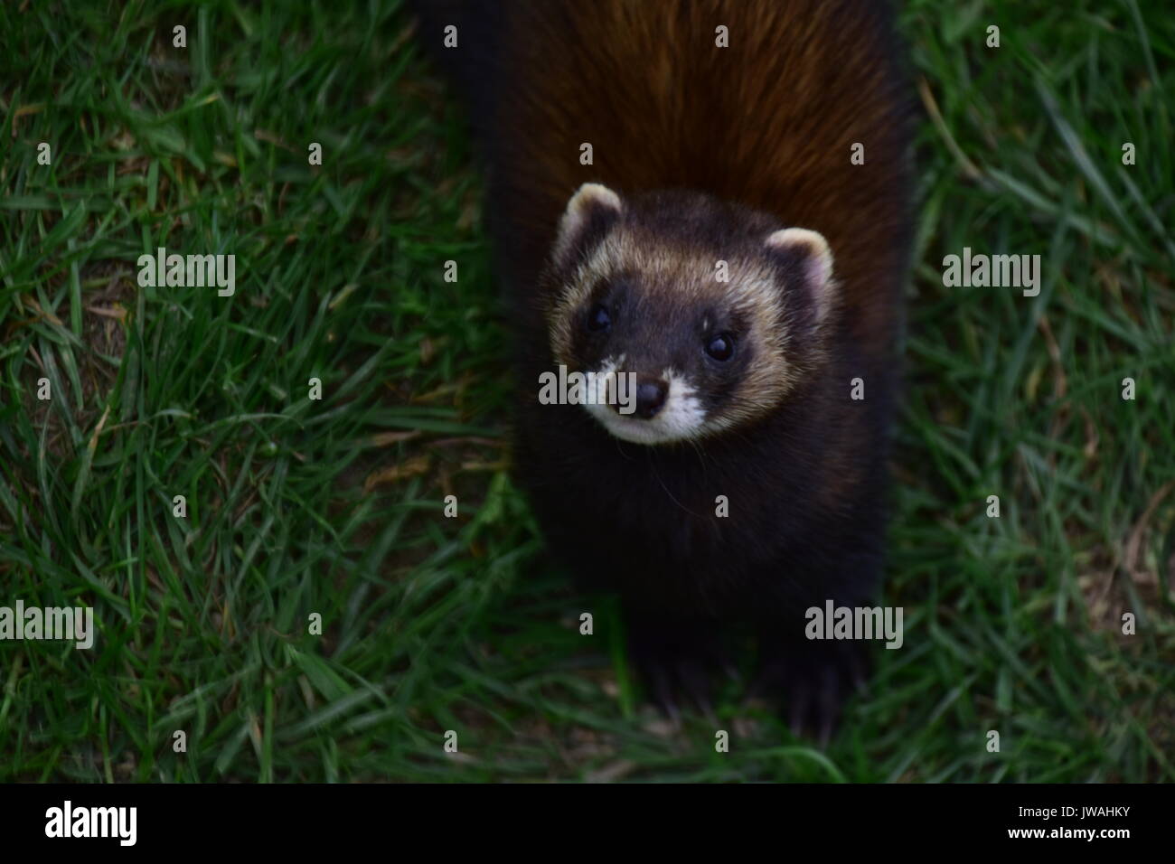 Wild European Polecat Stock Photo - Alamy